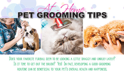 Pet Grooming Tips