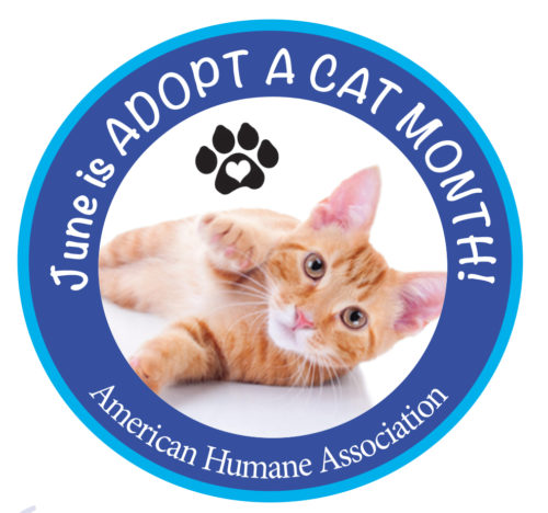 June Is Adopt A Cat Month